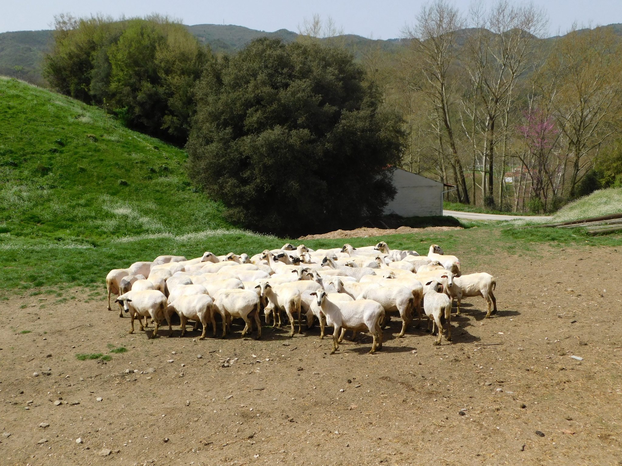 ΒΙΟΛΟΓΙΚΗ ΚΤΗΝΟΤΡΟΦΙΑ – «Έκοψε» κτηνοτρόφους η χαμηλή μοριοδότηση ...