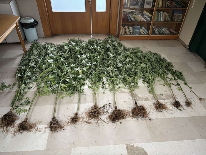 Καλλιεργούσαν 11 δενδρύλλια κάνναβης – Πρωινά Νέα
